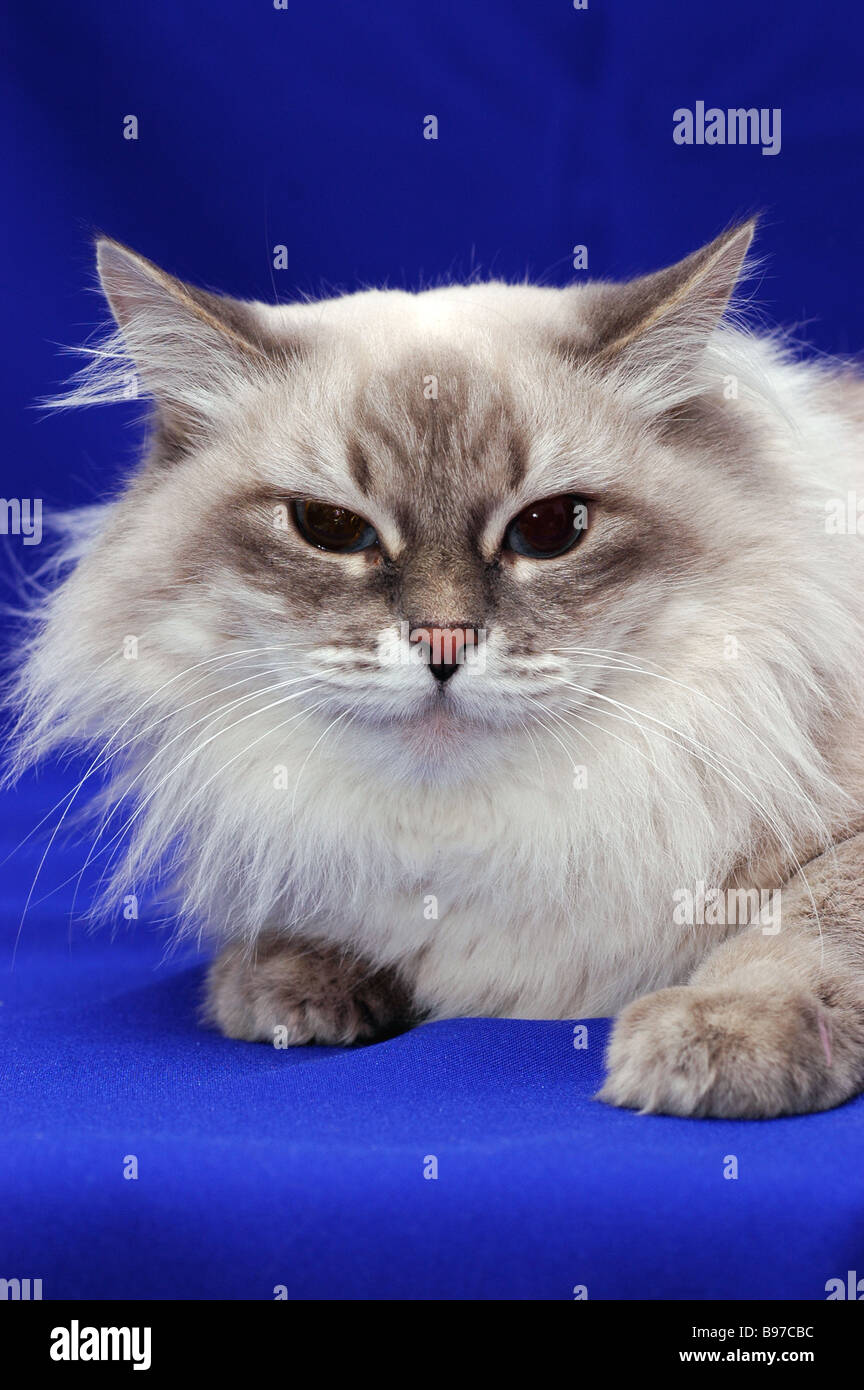 Neva Masquerade Katze (AKA Colorpoint sibirische Waldkatze ...