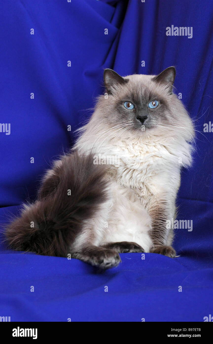 Neva Masquerade Katze (AKA Colorpoint sibirische Waldkatze ...