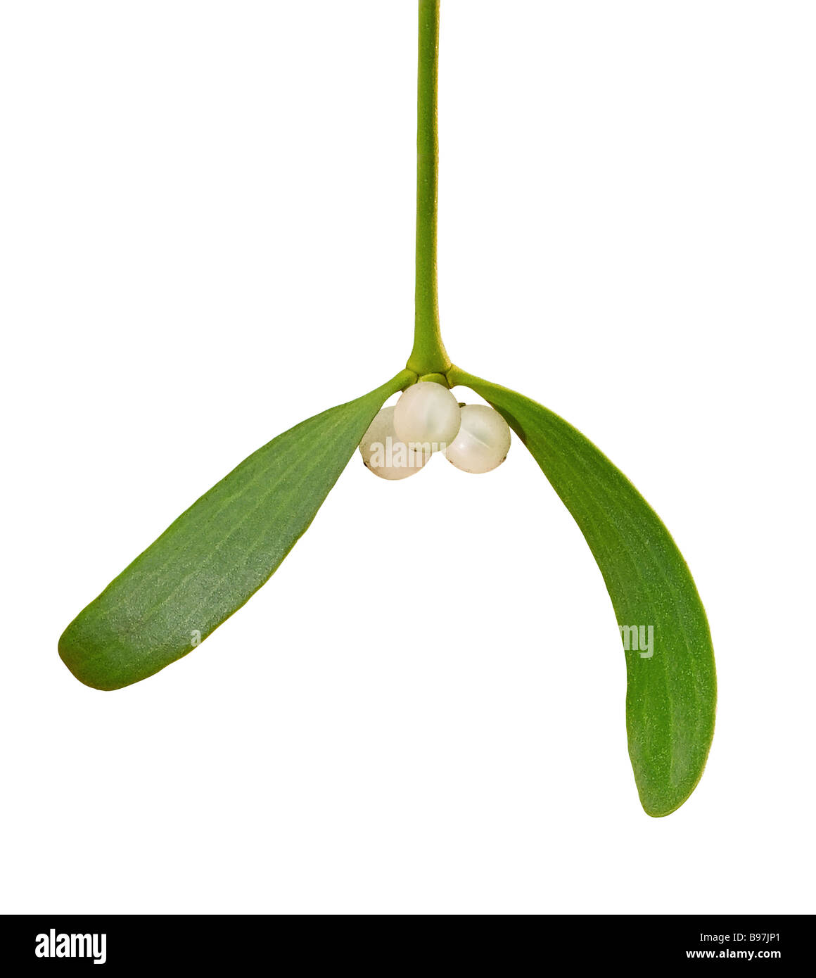 Christmas mistletoe -Fotos und -Bildmaterial in hoher Auflösung – Alamy