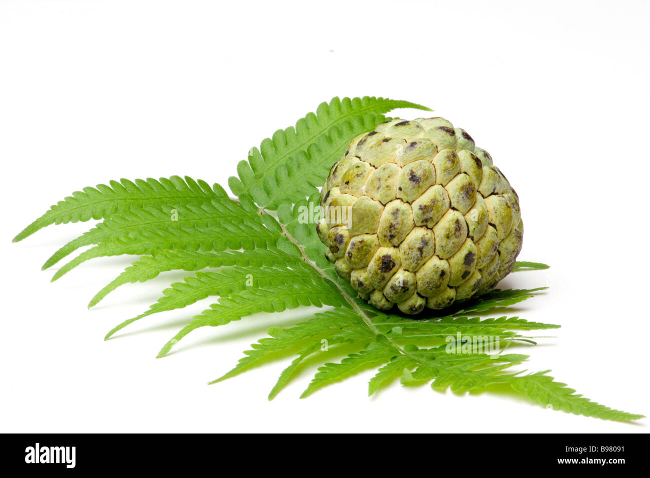 Squamosa zucker apfel sweetsop squamosa -Fotos und -Bildmaterial in ...