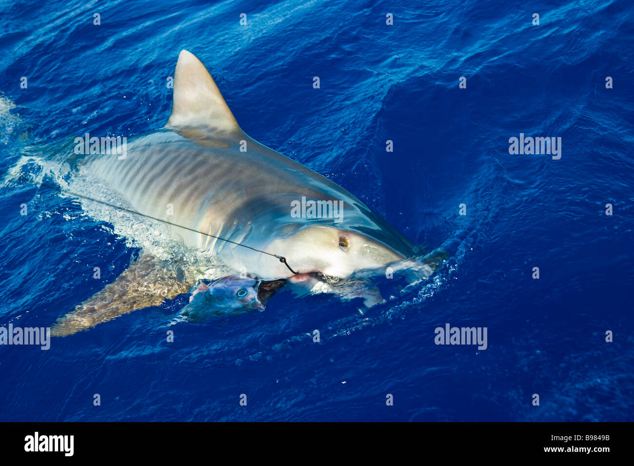 Hochsee angeln -Fotos und -Bildmaterial in hoher Auflösung – Alamy