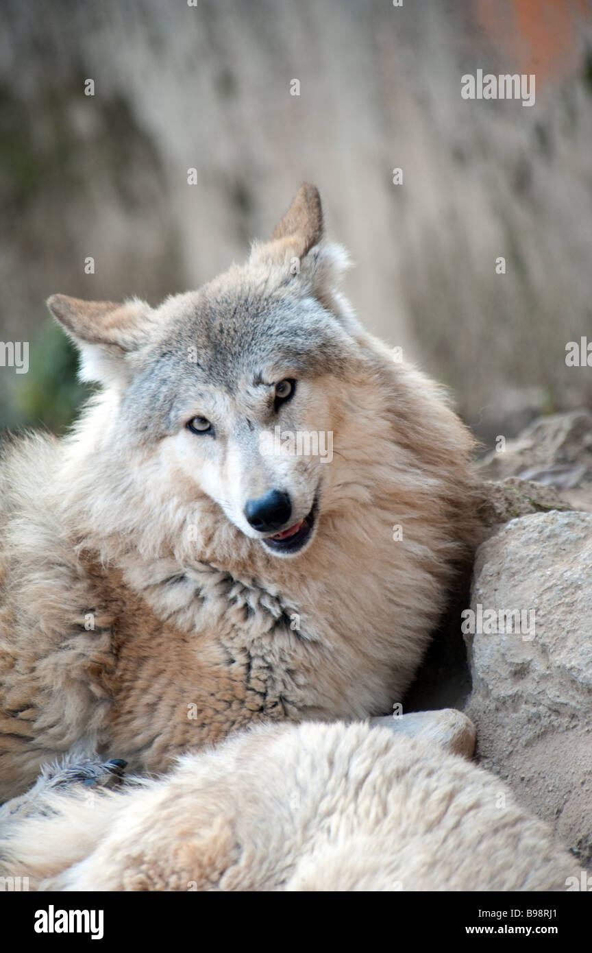 Tibetan Wolf Horst Peters