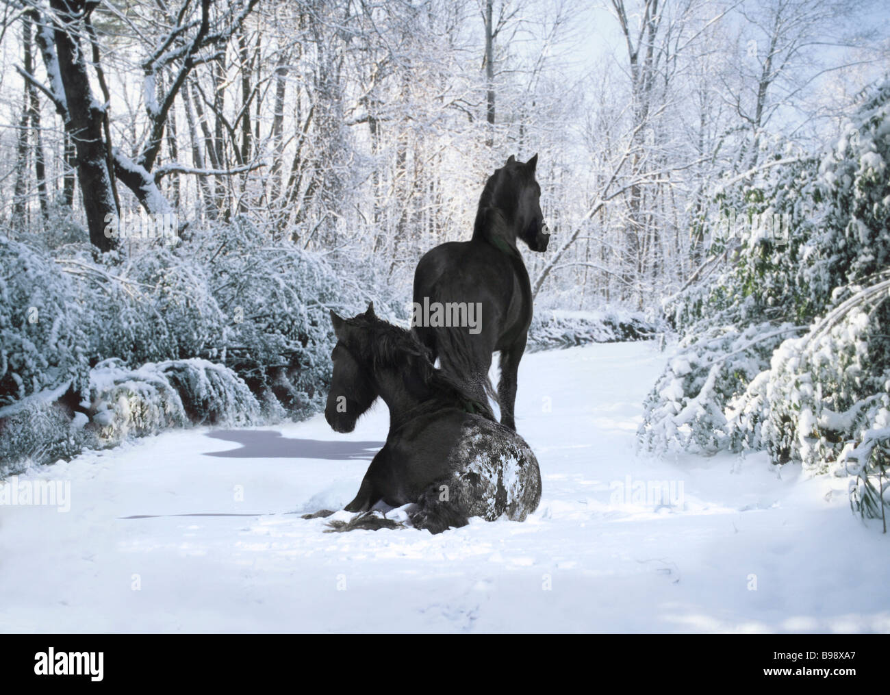 Zwei Friesenpferde im Schnee Stockfotografie - Alamy