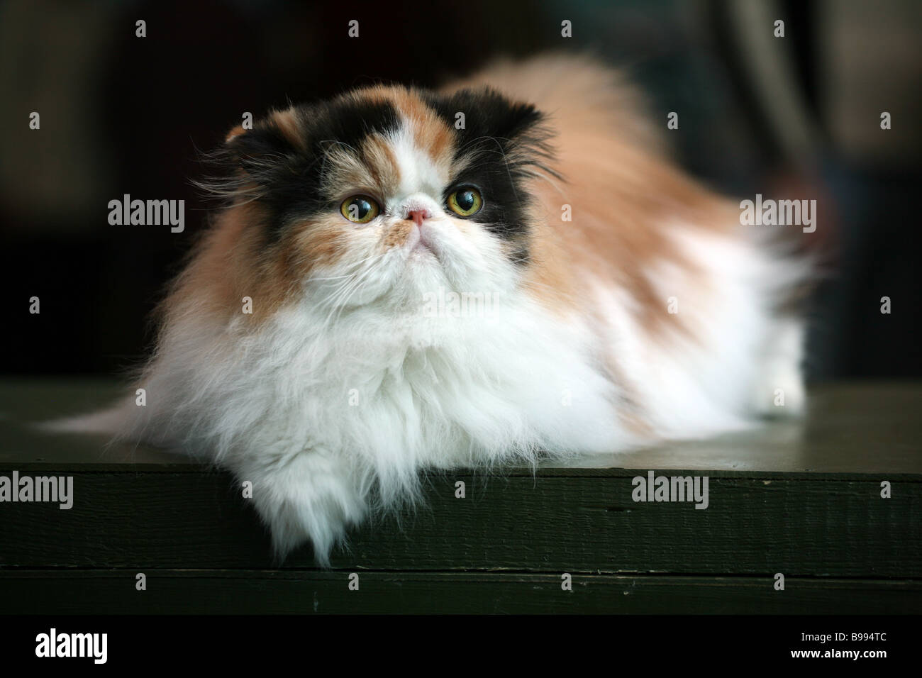 Persische katze -Fotos und -Bildmaterial in hoher Auflösung – Alamy