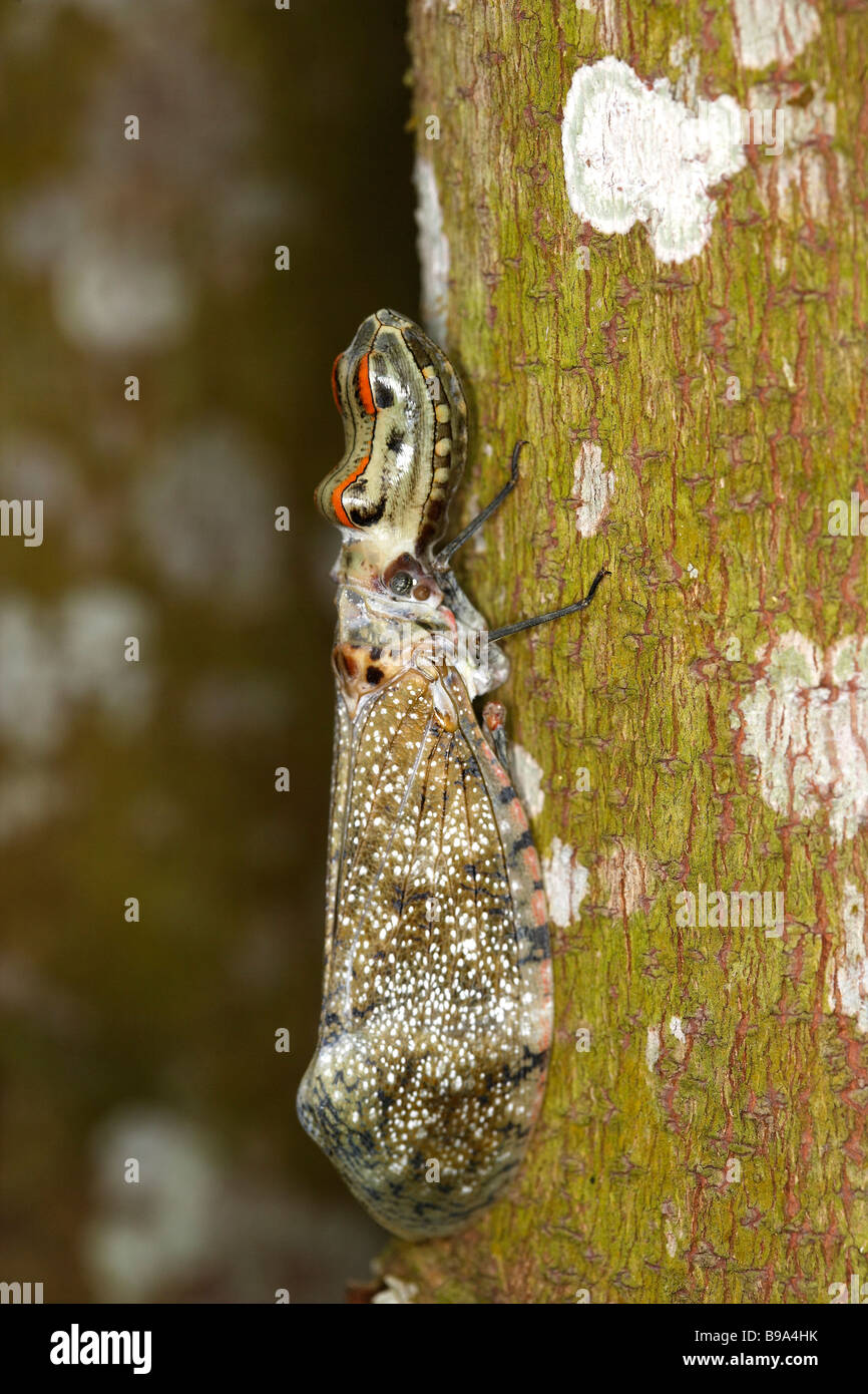 Erdnuss-Kopf Bug, Alligator-Bug, Lanternfly (Fulgora Laternaria), gut ...