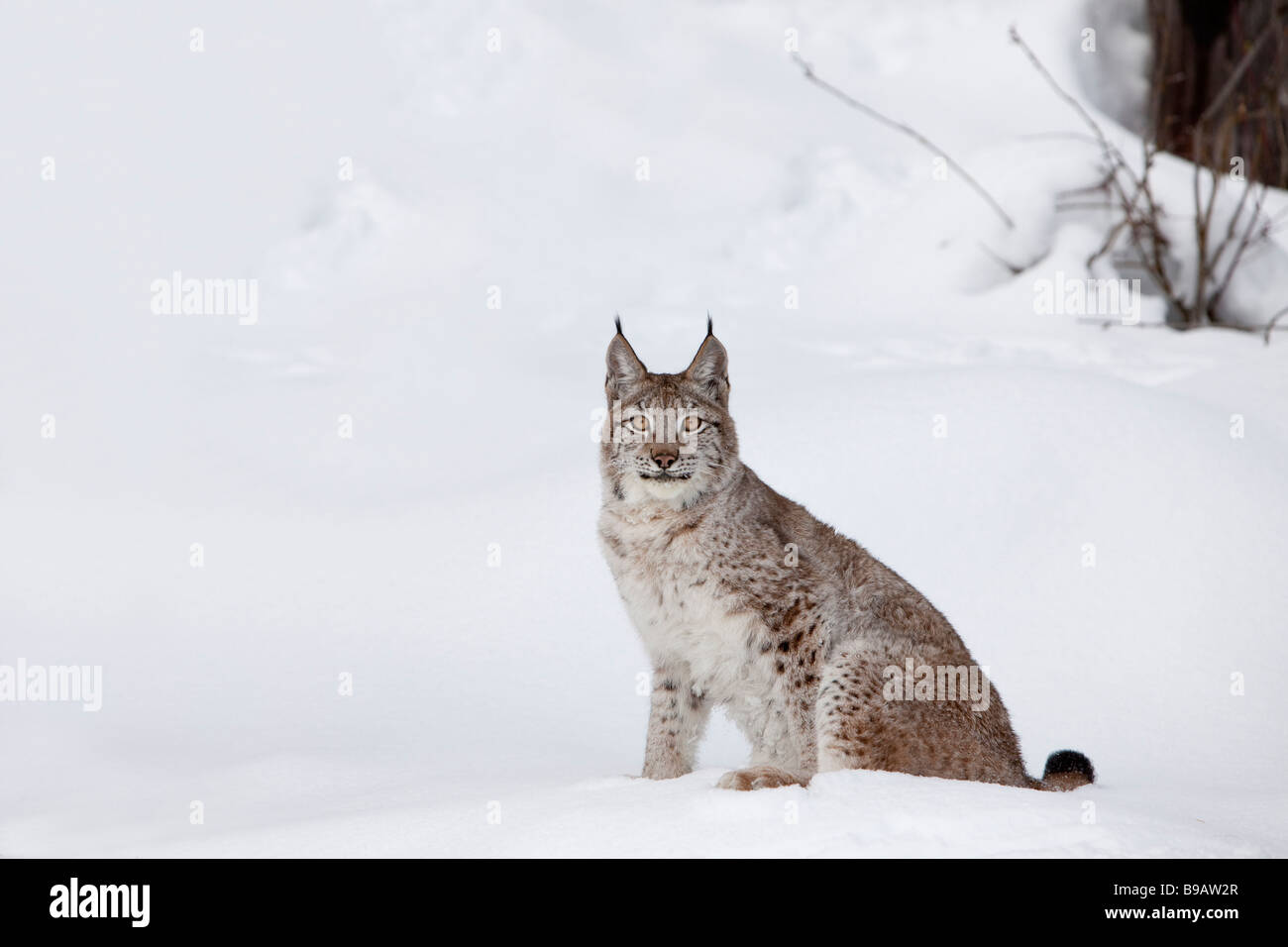 Der sibirische luchs -Fotos und -Bildmaterial in hoher Auflösung – Alamy