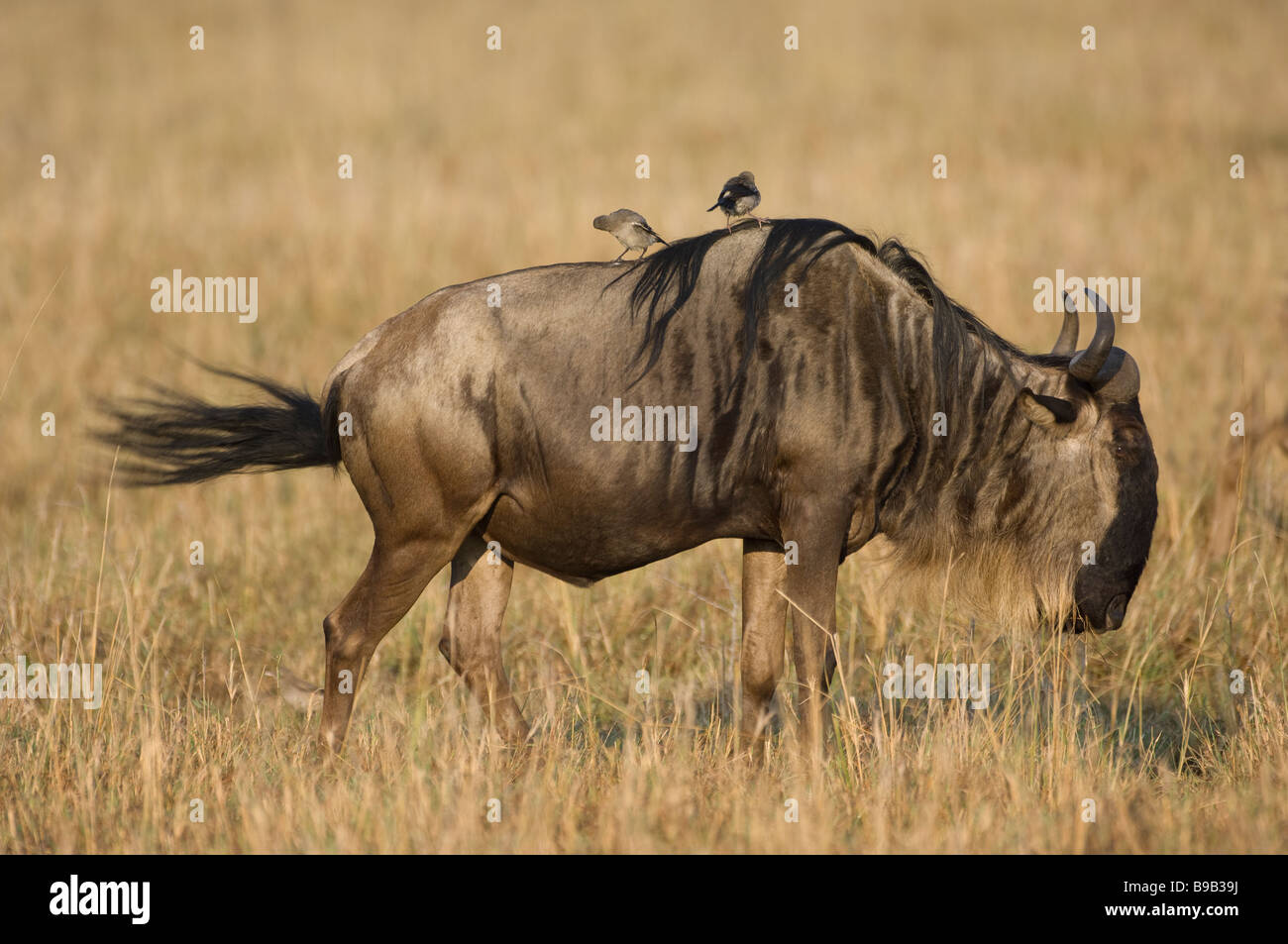 Gnu kein wasser -Fotos und -Bildmaterial in hoher Auflösung – Alamy