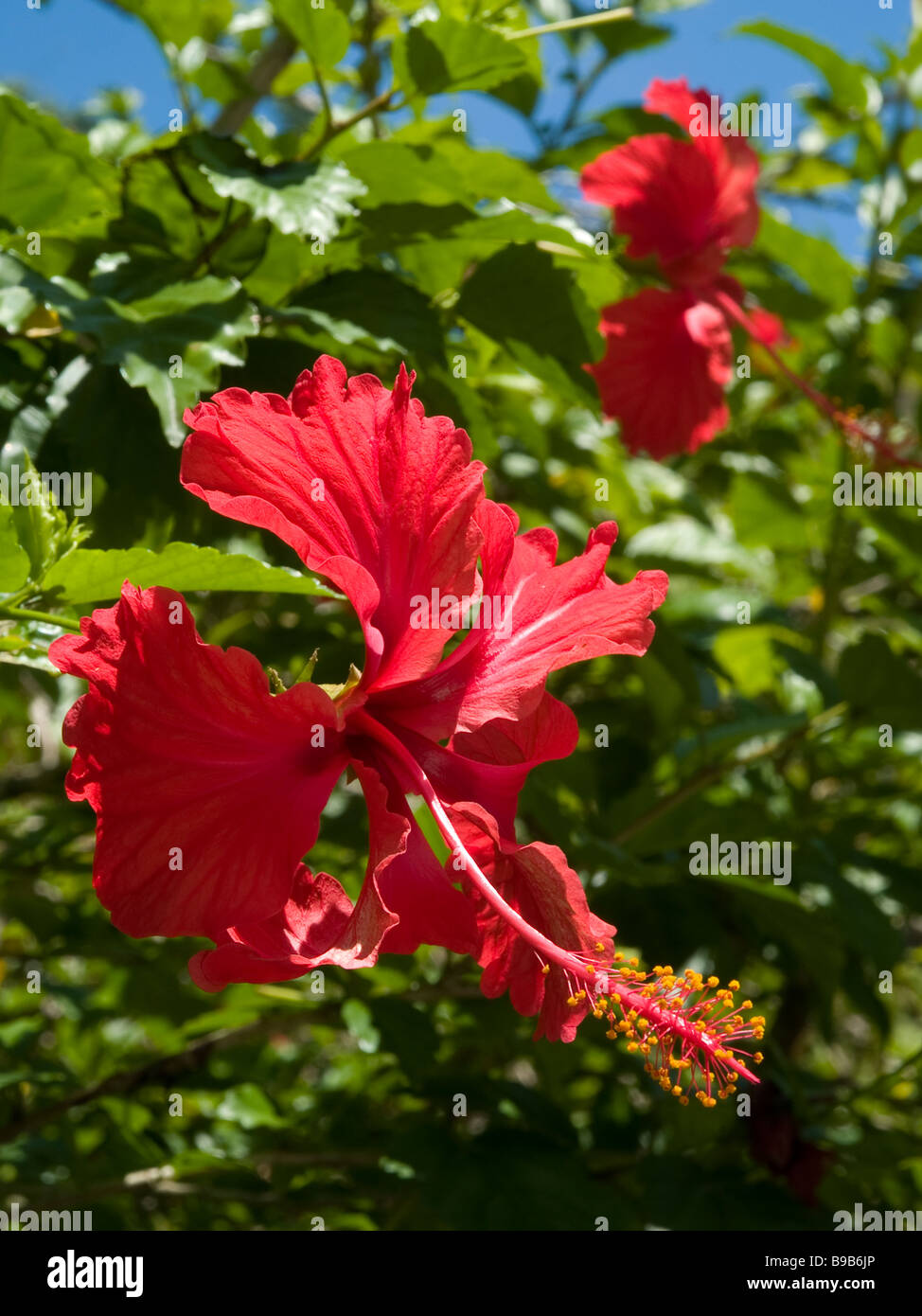 Wild flower hibiscus -Fotos und -Bildmaterial in hoher Auflösung – Alamy