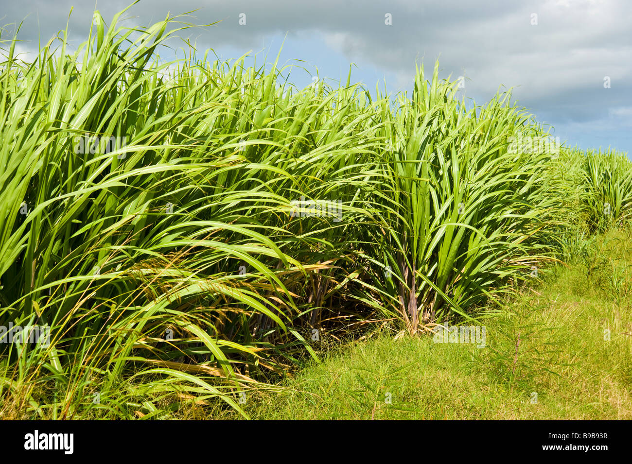 Zuckerrohr-Feld in der Nähe von Savanna Zucker Fabrik La Réunion ...