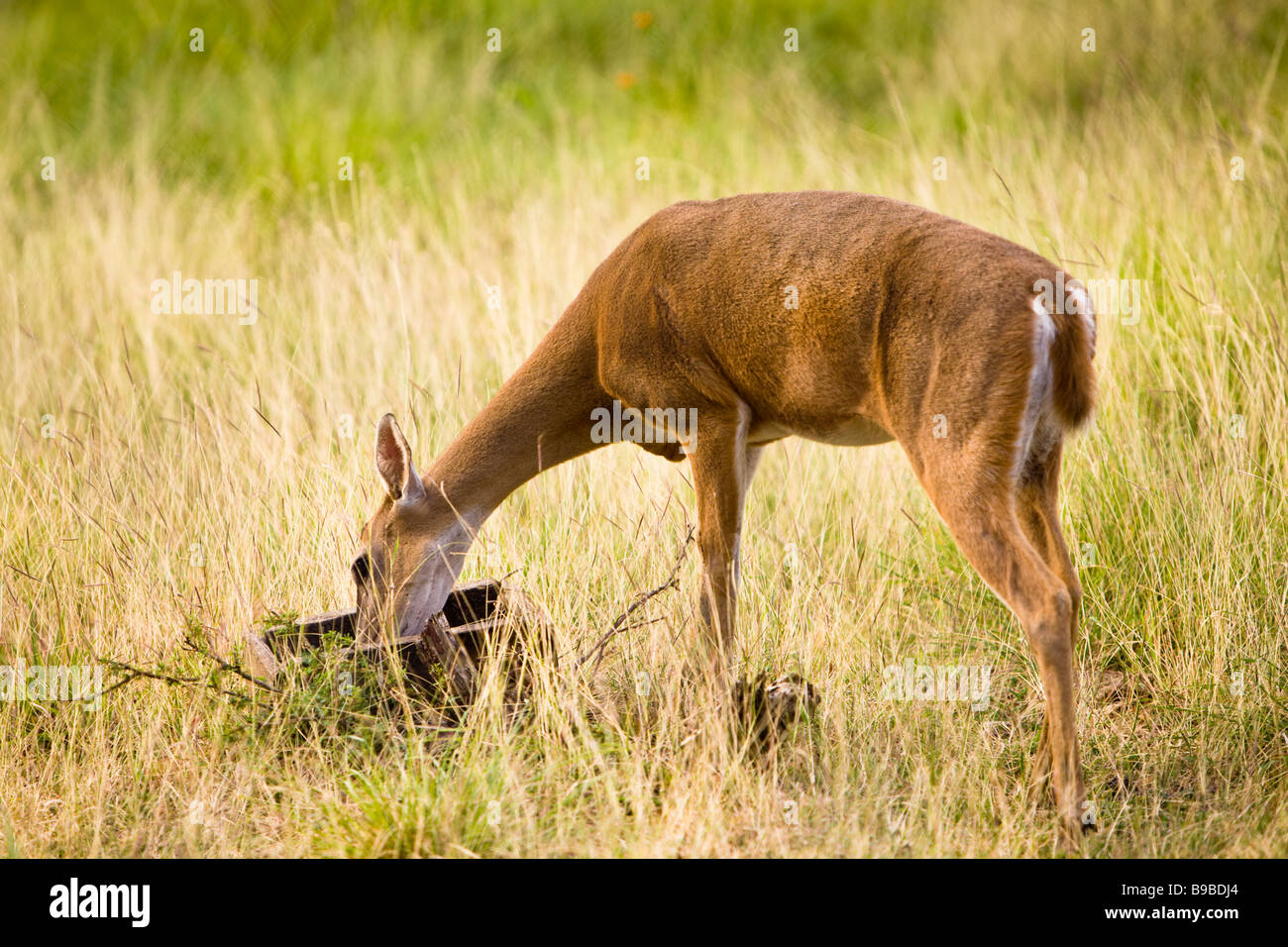 Dama virginianus -Fotos und -Bildmaterial in hoher Auflösung – Alamy