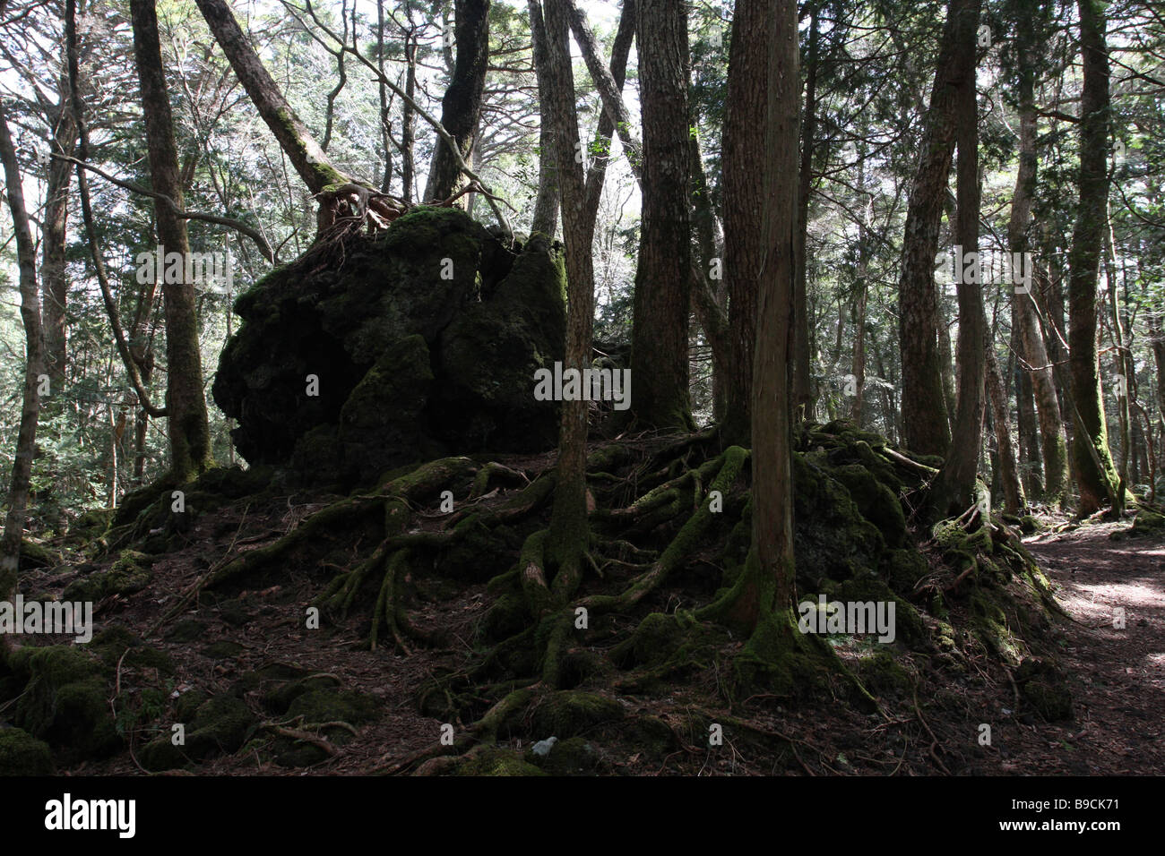Aokigahara Forest von Mount Fuji, japan Stockfotografie - Alamy