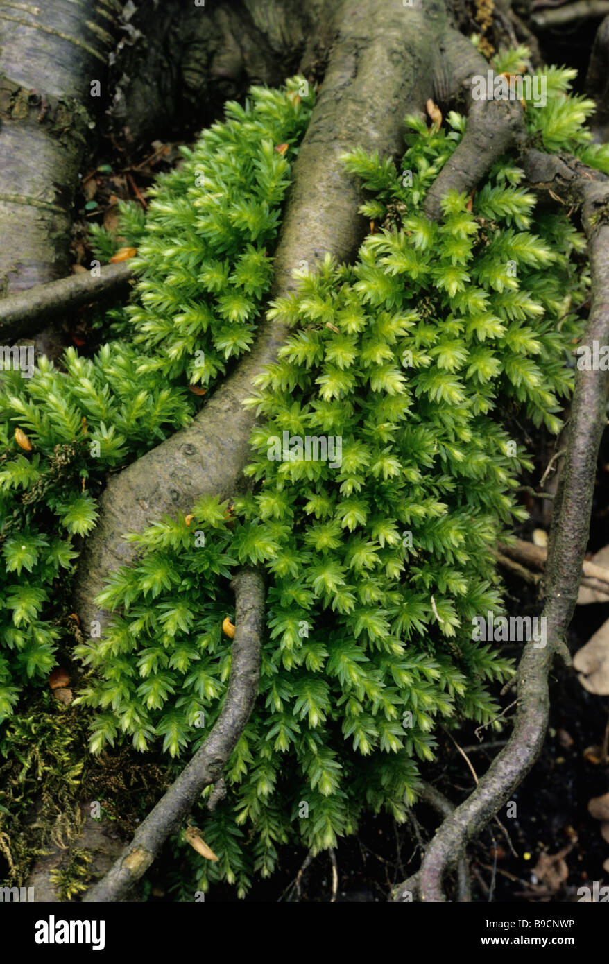 Mnium Hornum auf einem Baum-Base wächst Moos Stockfotografie - Alamy