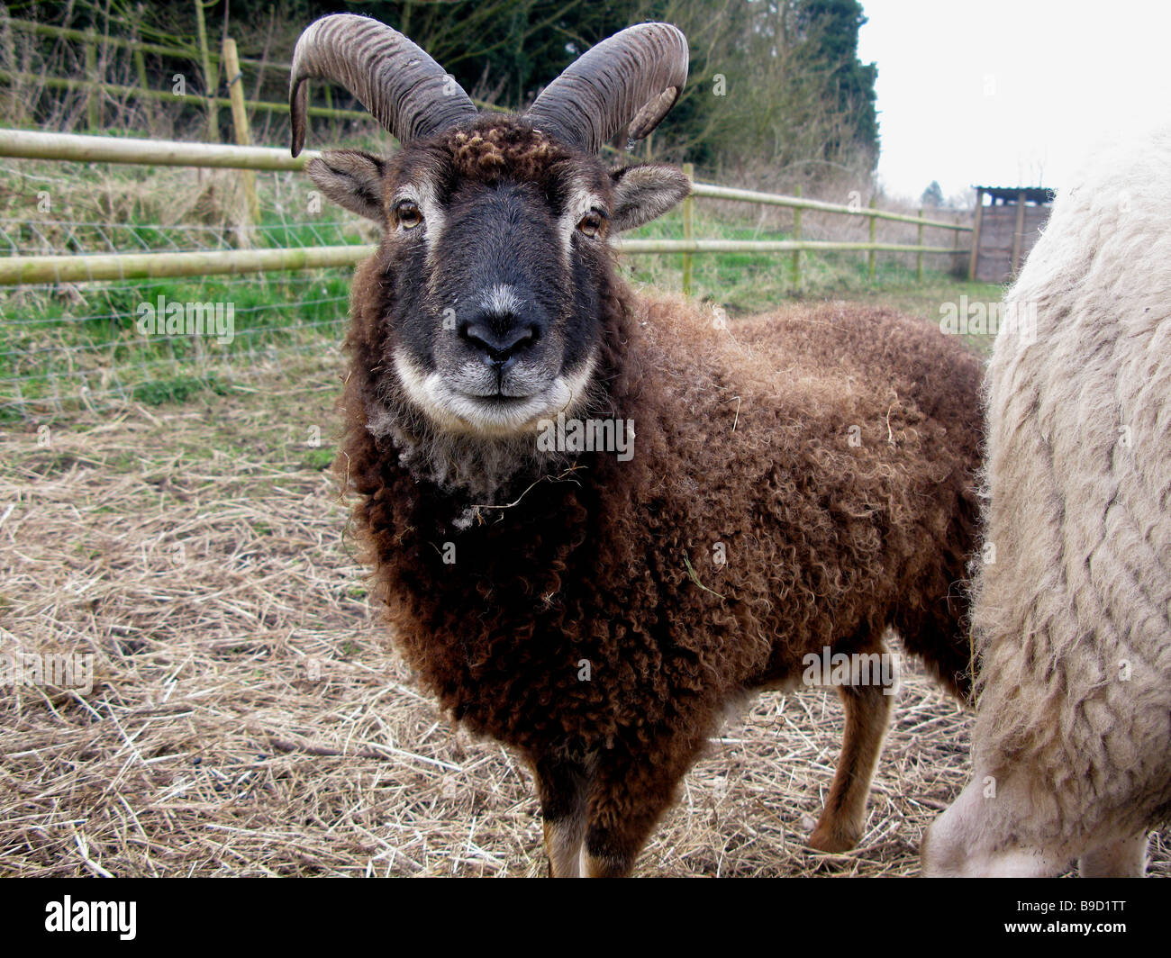Soay schaf hardy seltene rasse -Fotos und -Bildmaterial in hoher Auflösung – Alamy
