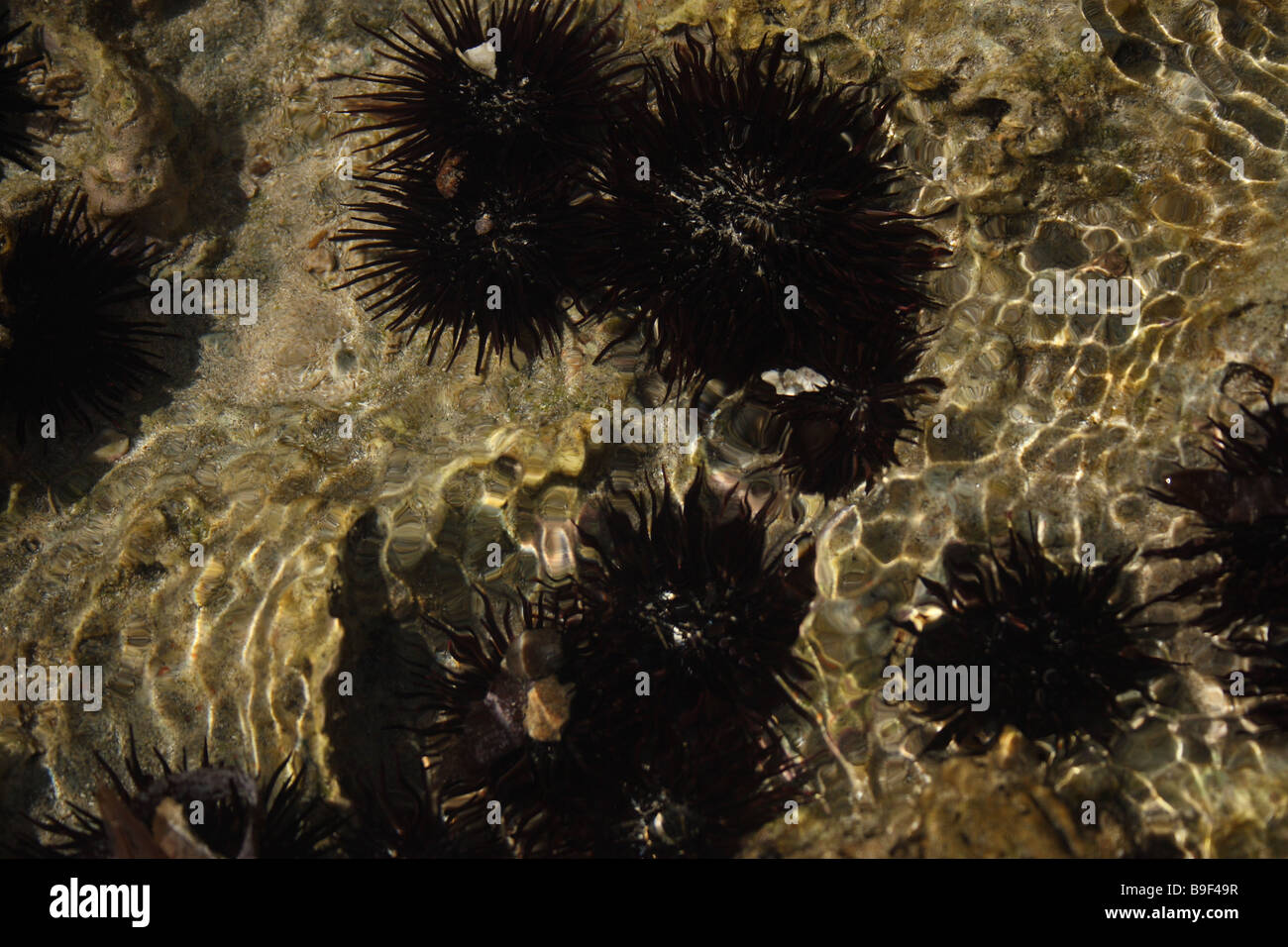 Schwarze stachelige seeigel -Fotos und -Bildmaterial in hoher Auflösung ...
