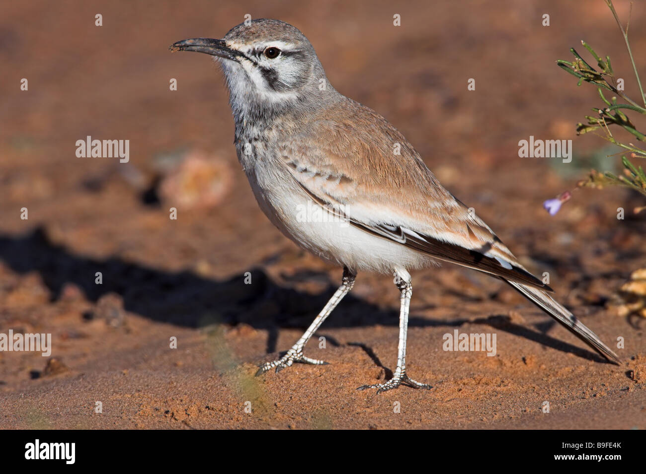 Feld lerchen -Fotos und -Bildmaterial in hoher Auflösung – Alamy