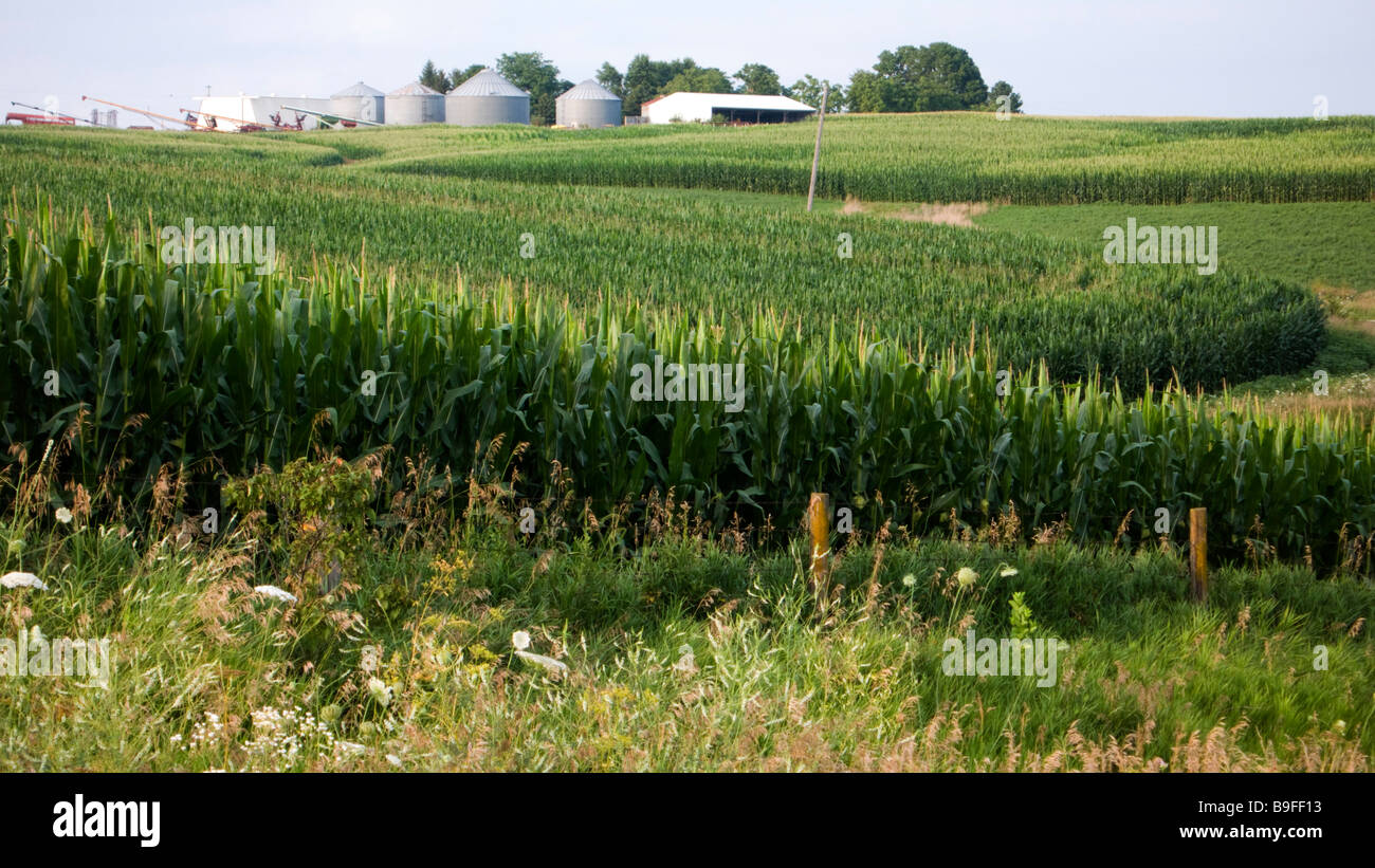 Corn fields usa -Fotos und -Bildmaterial in hoher Auflösung – Alamy