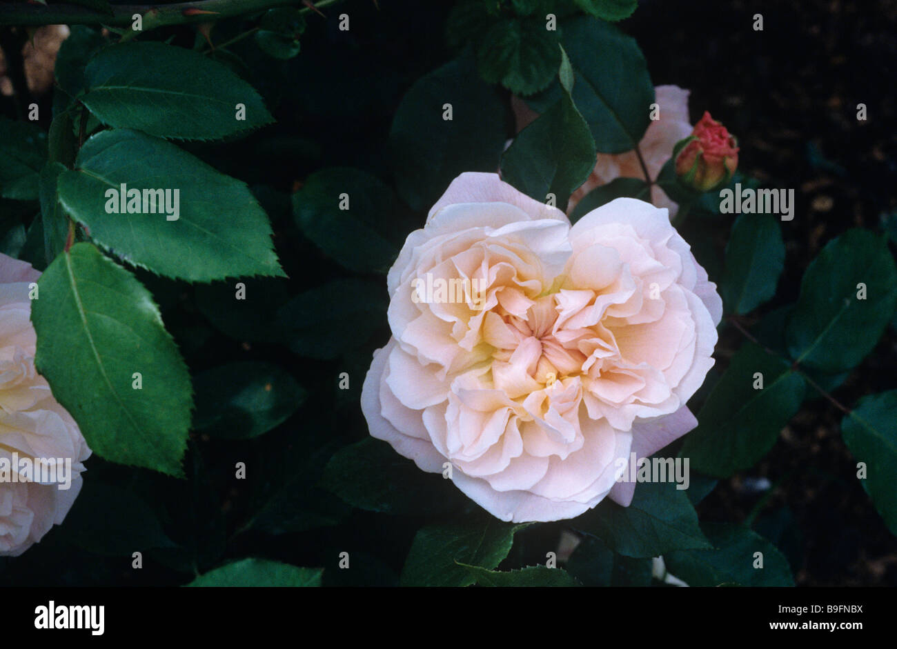 Maria Magdalena eine David Austin, Englische Rose. Fotografiert in den ...