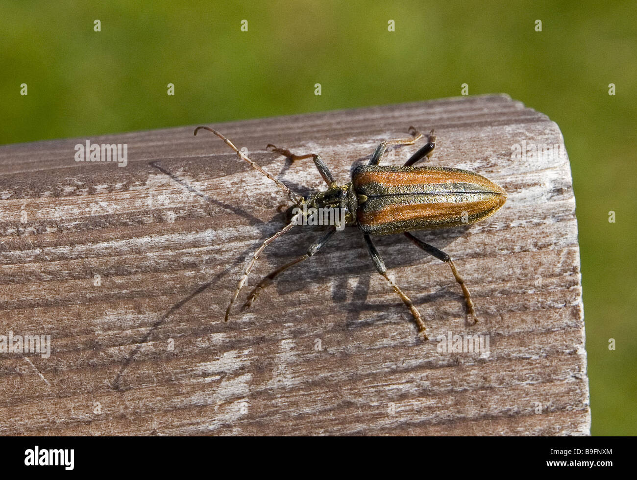 Buck-Bugs Stenocorus Cursor Weibchen Tier Insekt Cerambycidae bugs Buck ...