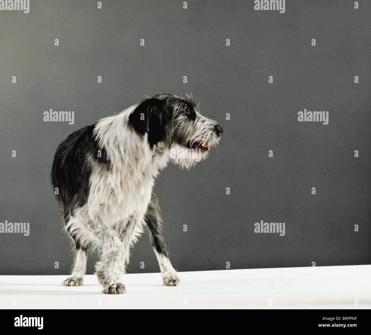 Schnauzer mischling -Fotos und -Bildmaterial in hoher Auflösung – Alamy