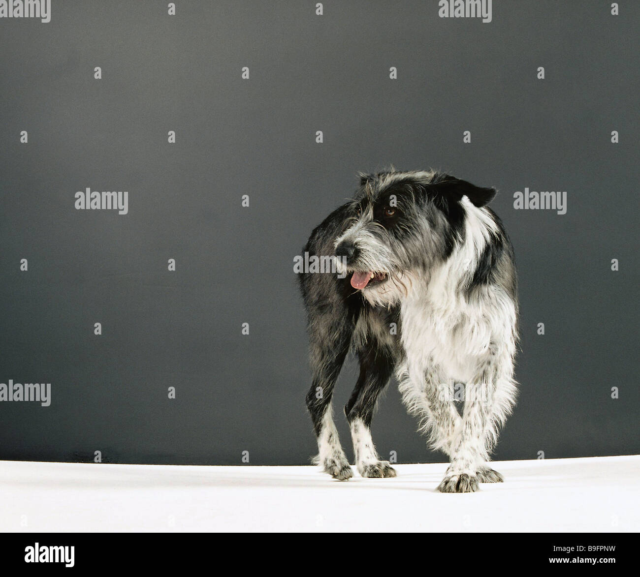 Schnauzer mischling -Fotos und -Bildmaterial in hoher Auflösung – Alamy
