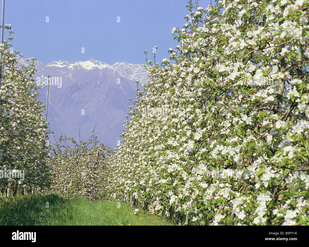 Italy south tyrol apple tree plantation spring -Fotos und -Bildmaterial ...