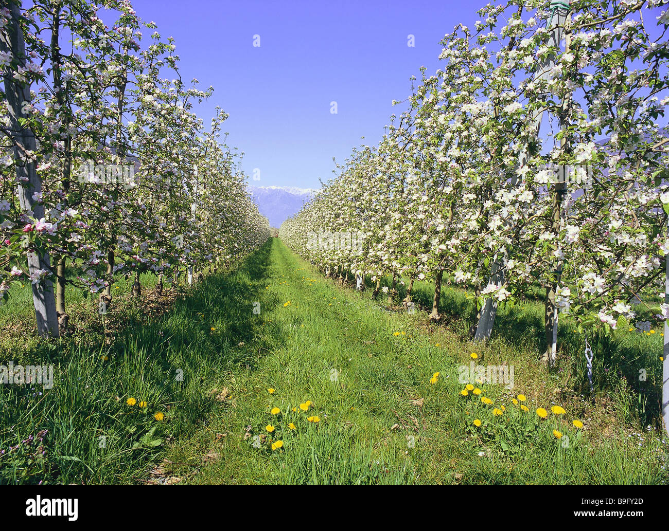 Italien-Südtirol-Plantage Frühling Obst-Plantage Plantage Anbau Apfel ...