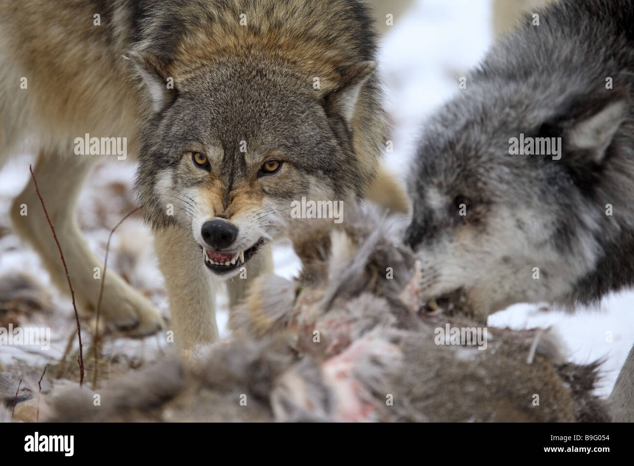 Eastern Timber Wolf Canis Lupus LYKAON Beute Essen Broached gefährlich ...