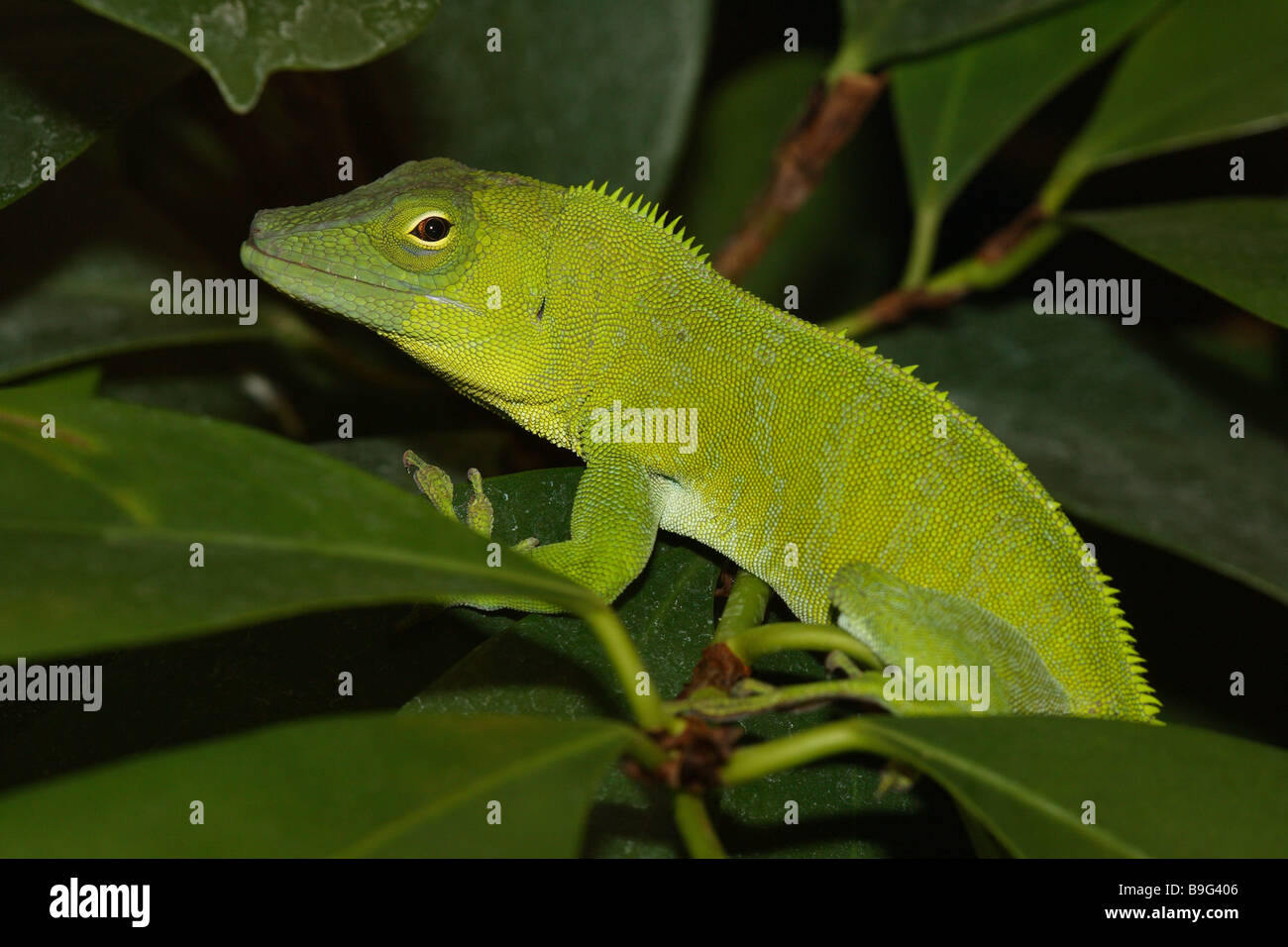 Garmani -Fotos und -Bildmaterial in hoher Auflösung – Alamy
