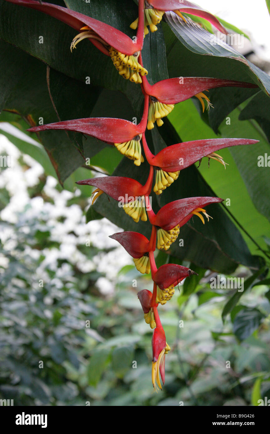Heliconia Collinsiana Var Collinsiana, Heliconiaceae, Honduras ...
