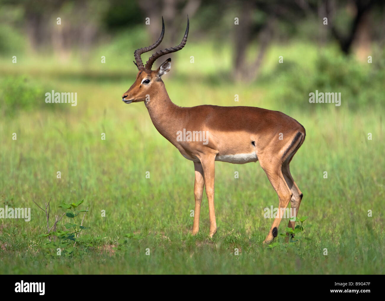 Impala ram -Fotos und -Bildmaterial in hoher Auflösung – Alamy
