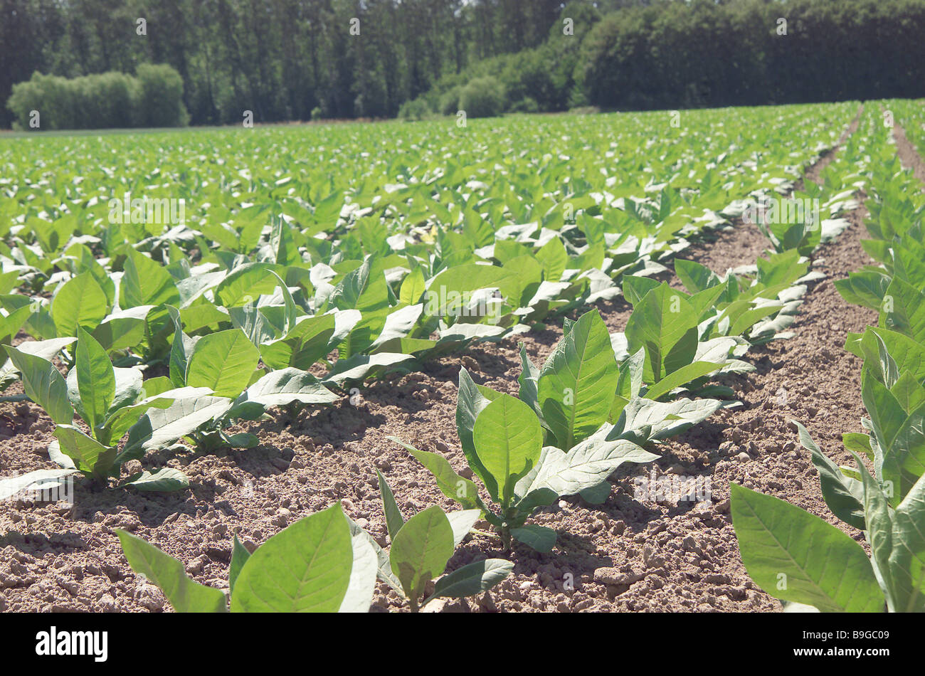 Anbau von tabak -Fotos und -Bildmaterial in hoher Auflösung – Alamy