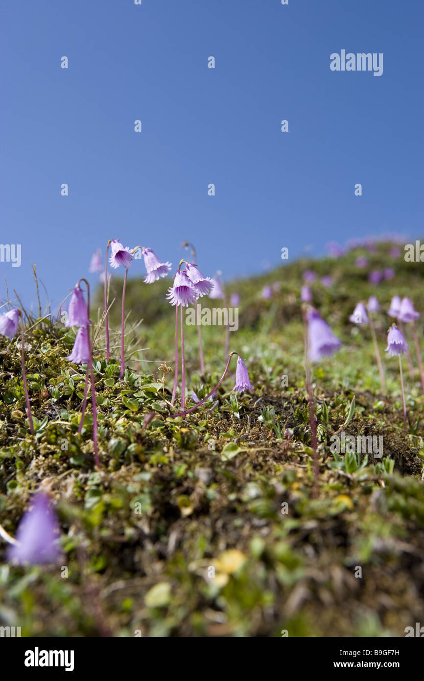 Alpenblumen Snowbell Soldanella Alpina Albula-Pass Alpen Alpenblume ...