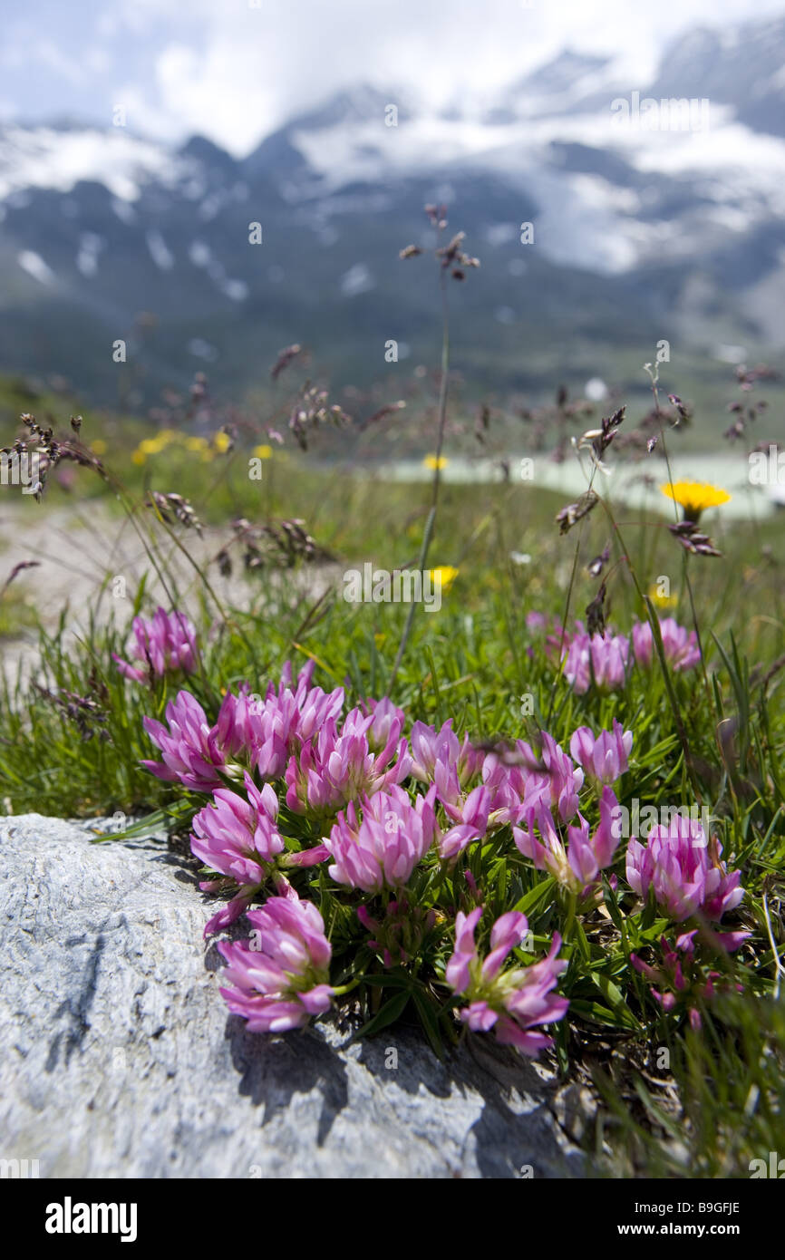Alpenblumen alpine Klee Trifolium Alpinum Alpen Alpenblume alpine ...