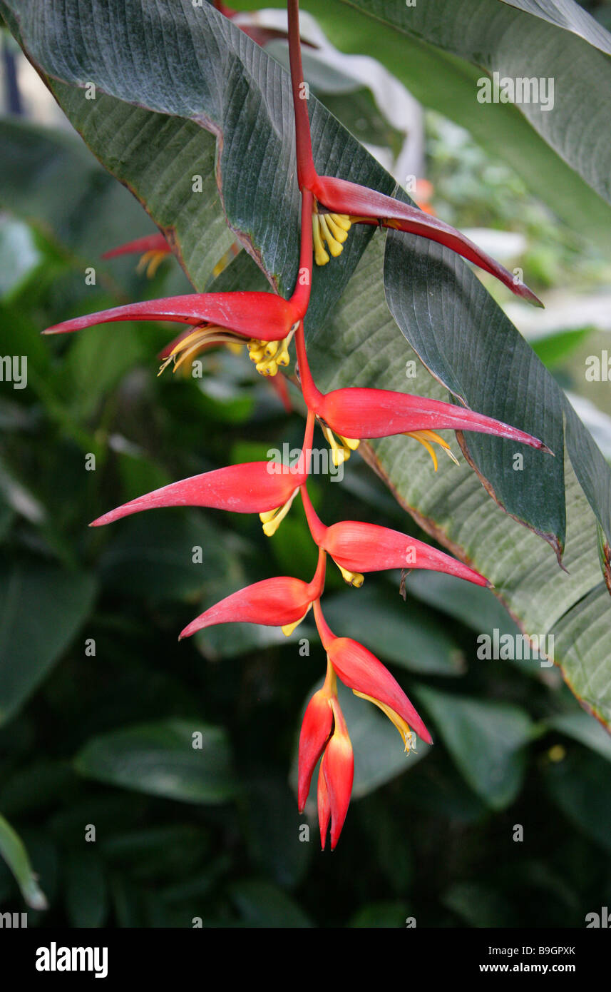 Heliconia collinsiana -Fotos und -Bildmaterial in hoher Auflösung – Alamy