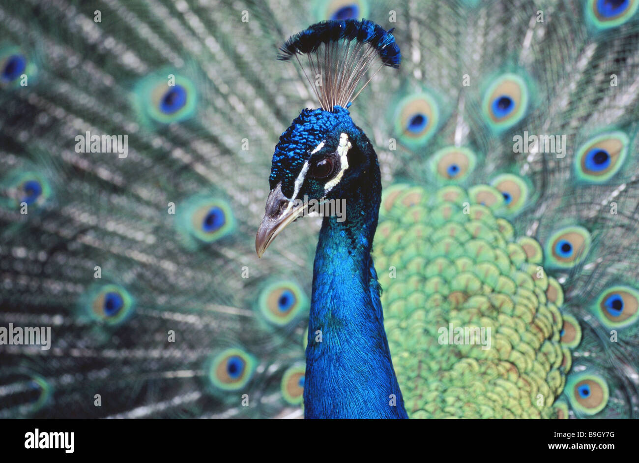 Blauer Pfau Pavo Cristatus Porträt Männchen Tier-Portrait Tier Zoo Zoo ...