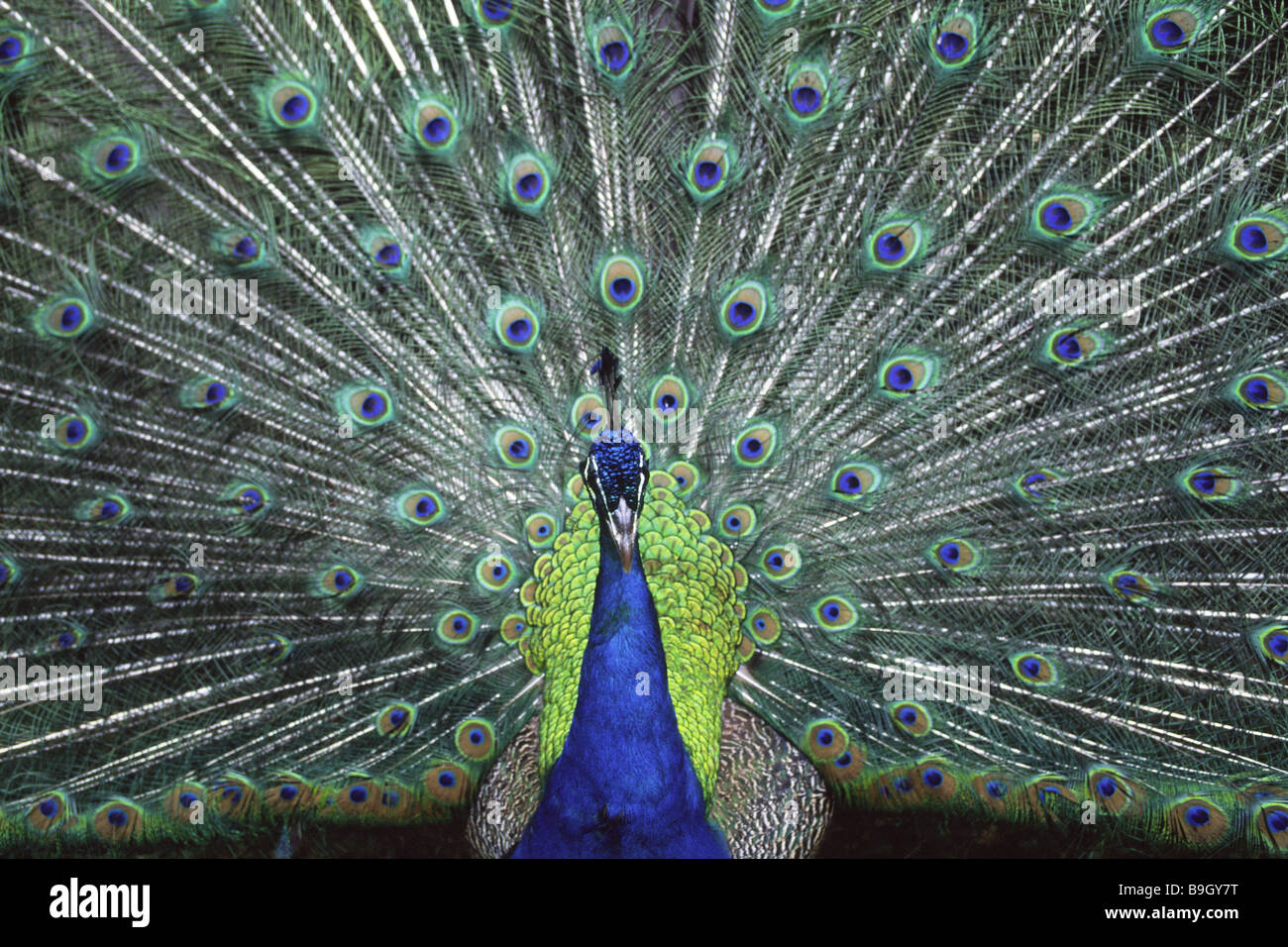 Blauer Pfau Pavo Cristatus Porträt Männchen Tier-Portrait Tier Zoo Zoo ...