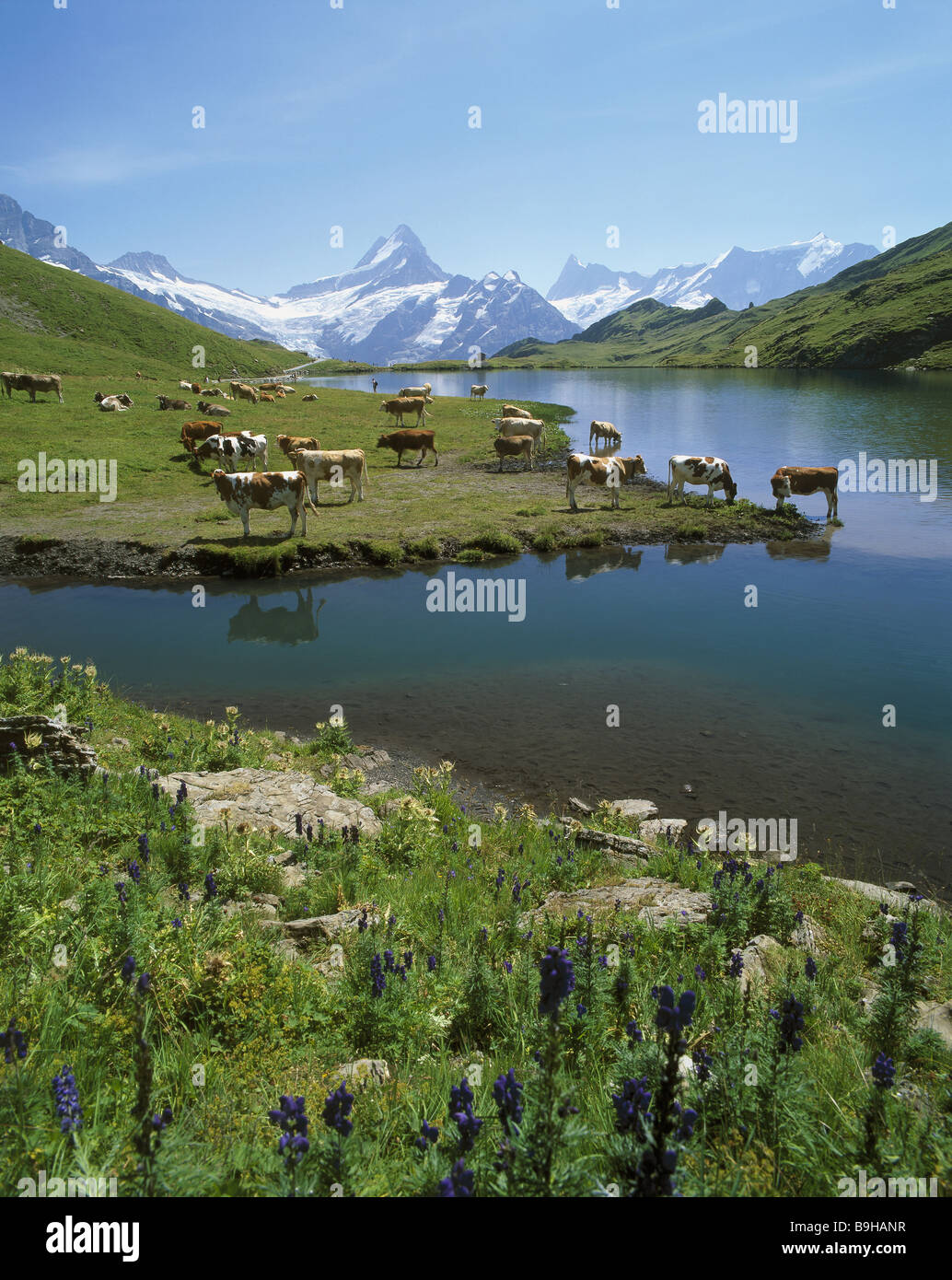 Schweiz Berner Oberland Grindelwald Bachalpsee Wiese Kühe Sommer Berg ...