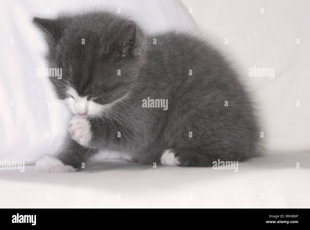 Couch Katze Junge weiß grau-sitzen Pfote leckt Seitenansicht Tiere ...