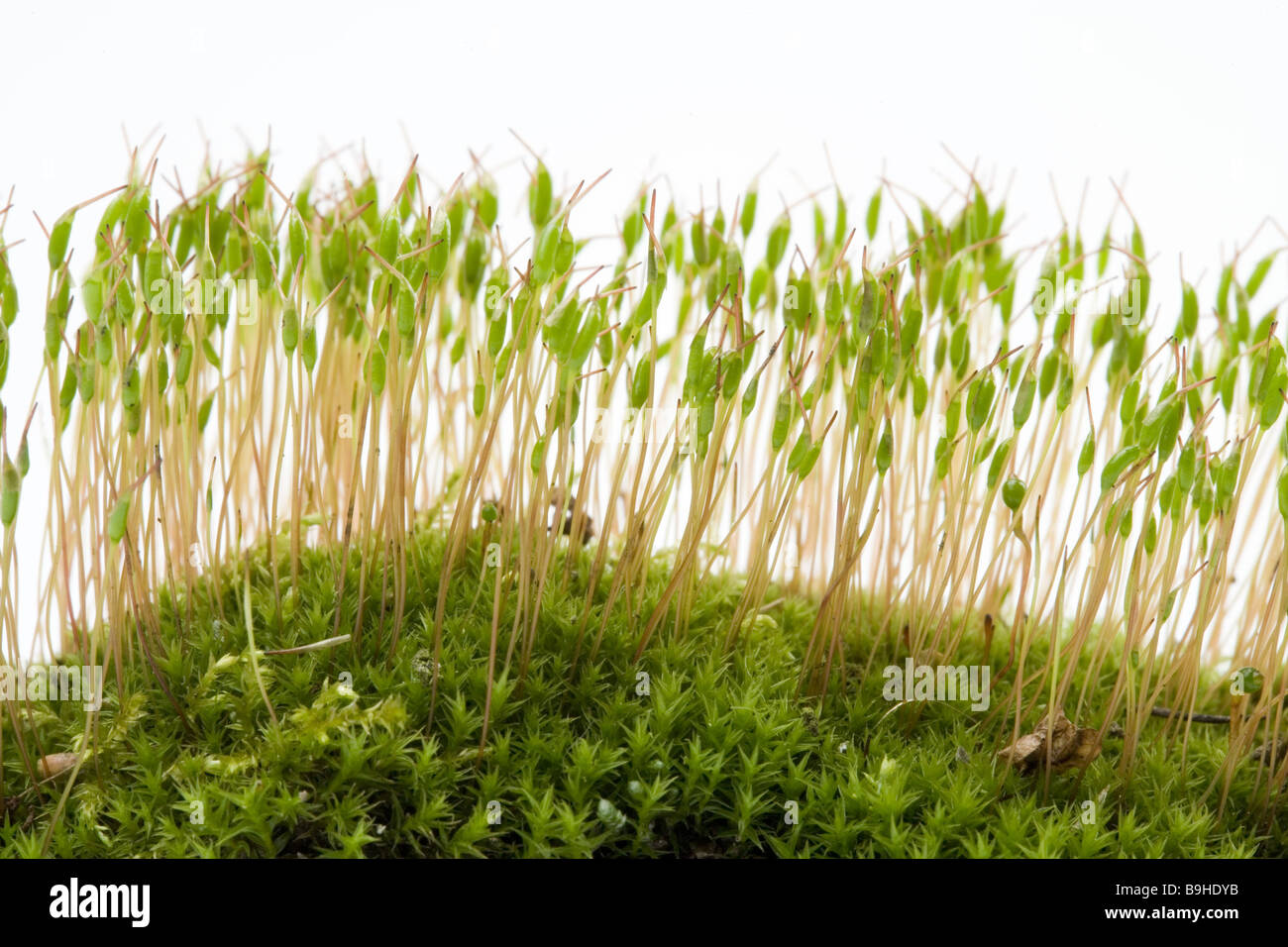 Moossamen kapseln -Fotos und -Bildmaterial in hoher Auflösung – Alamy