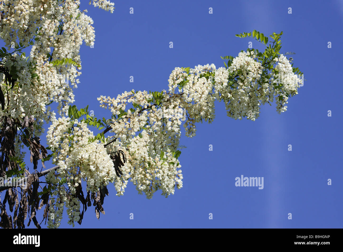 Robinie aussehen-Akazie Robinia Pseudoacacia Blüte weiß Baum Blüte ...