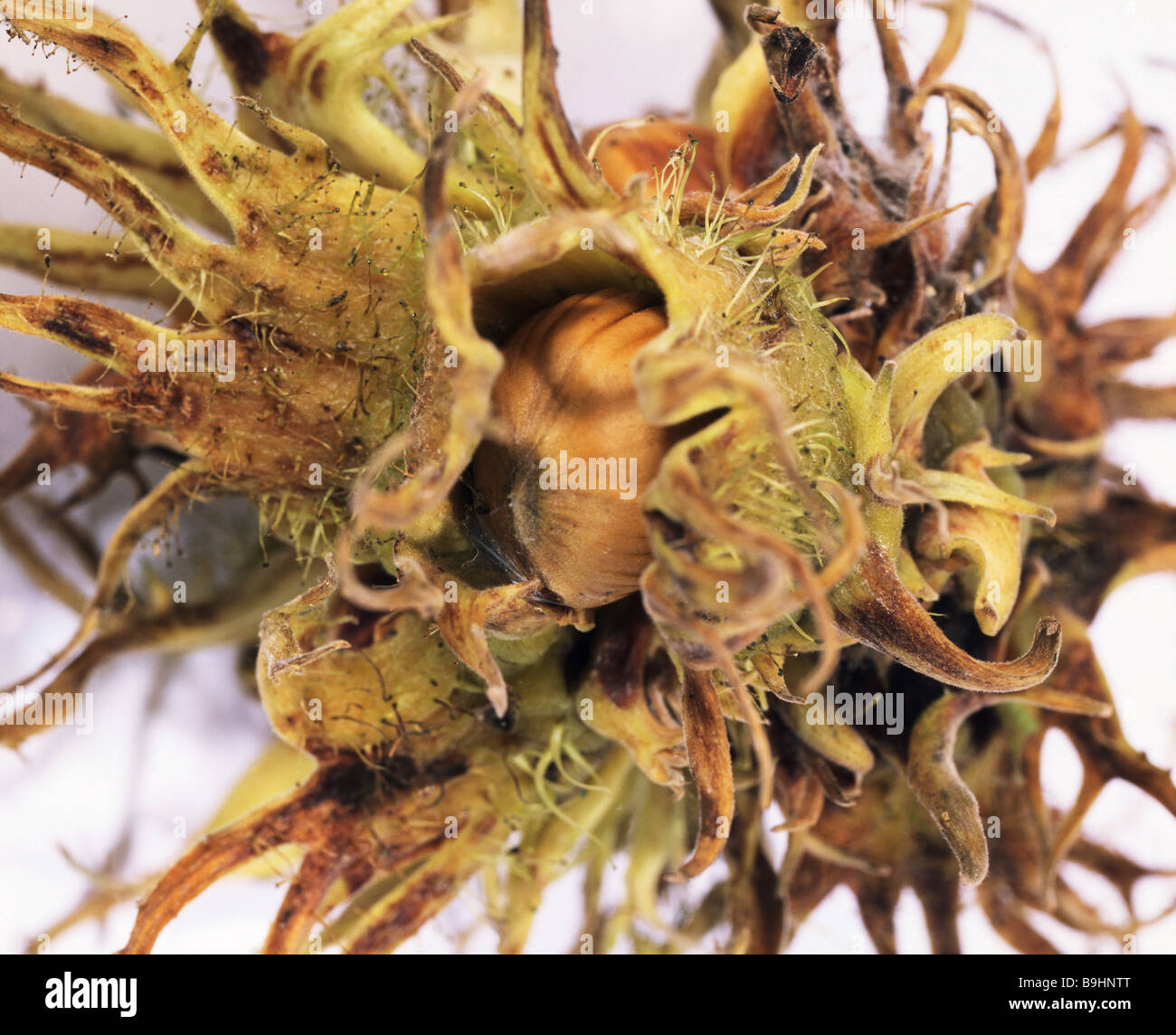 Baum-Haselnuss Corylus Colurna Detail Pflanze Baumhasel Nuss Frucht ...