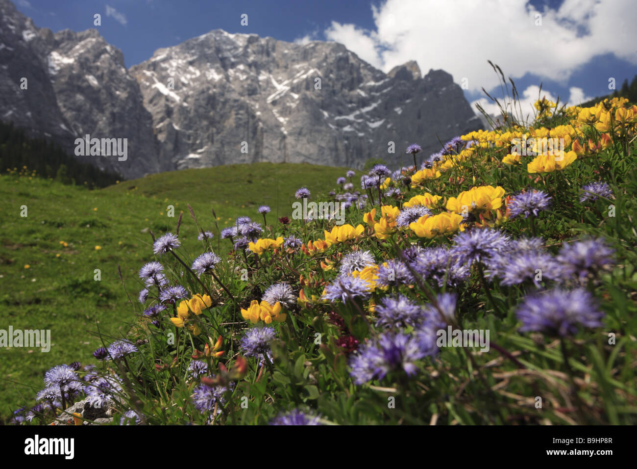 Österreich Tirol Karwendelgebirge Blume Wiese Grubenkar obere Feder ...