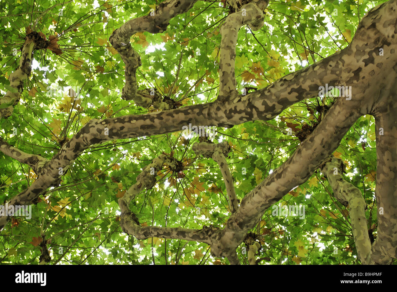 Platane Platanus spec Detail von unten Pflanze Baum Breitblättrige Baum ...
