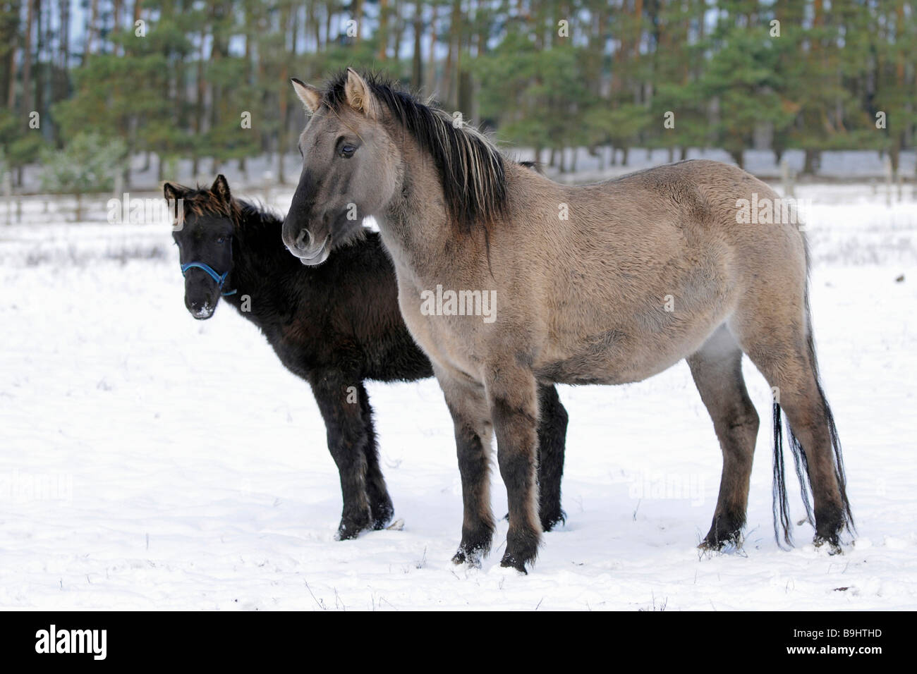 Panje horse -Fotos und -Bildmaterial in hoher Auflösung – Alamy