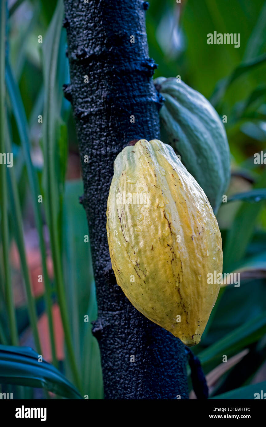 Cacao tree fruit pod -Fotos und -Bildmaterial in hoher Auflösung – Alamy
