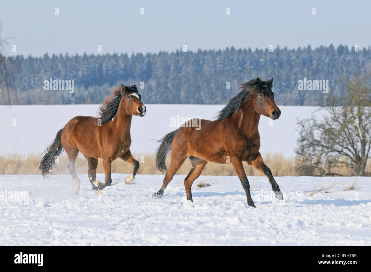 Zwei galoppieren -Fotos und -Bildmaterial in hoher Auflösung – Alamy