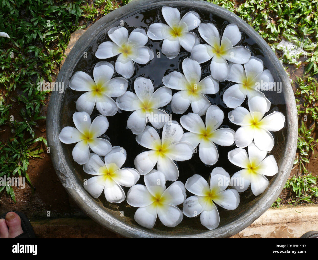 Ayurveda Peel Tempel-Blüte Schiff Wasser Wasseroberfläche blühenden ...