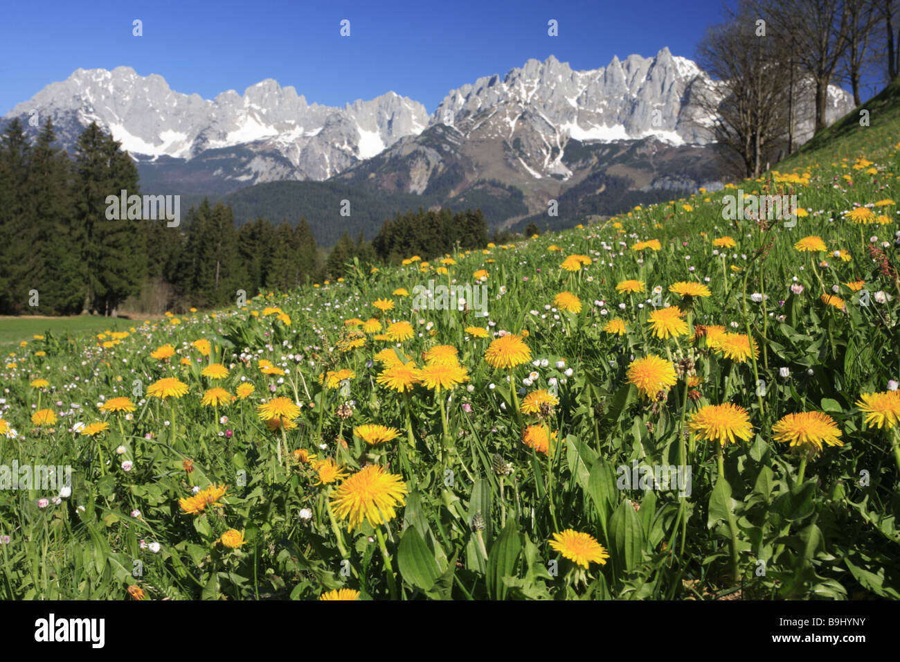 Österreich Tirol Kaisergebirge Bergwiese Löwenzahn Frühling Alpen Berge ...
