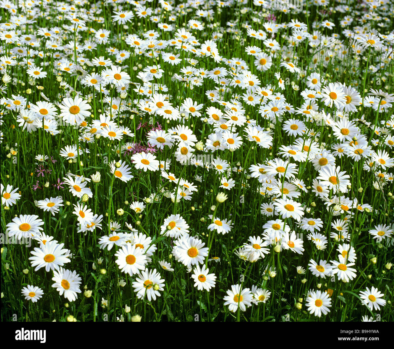 Margeriten (Leucanthemum), Blumenwiese im Sommer Stockfotografie - Alamy