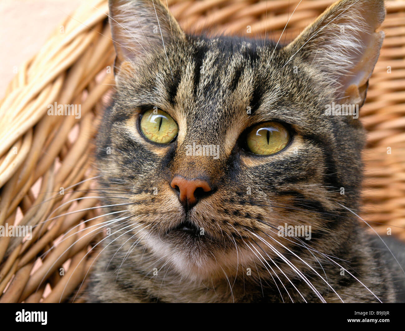 Tipp katze -Fotos und -Bildmaterial in hoher Auflösung – Alamy